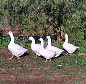 Get to Know Domestic Geese - Backyard Poultry